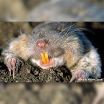 Rozol Pocket Gopher Bait