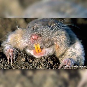Rozol Pocket Gopher Bait